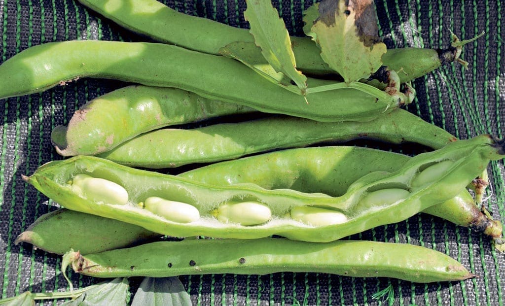 Fruit & Veg Growing Guides Archives | Kitchen Garden Magazine