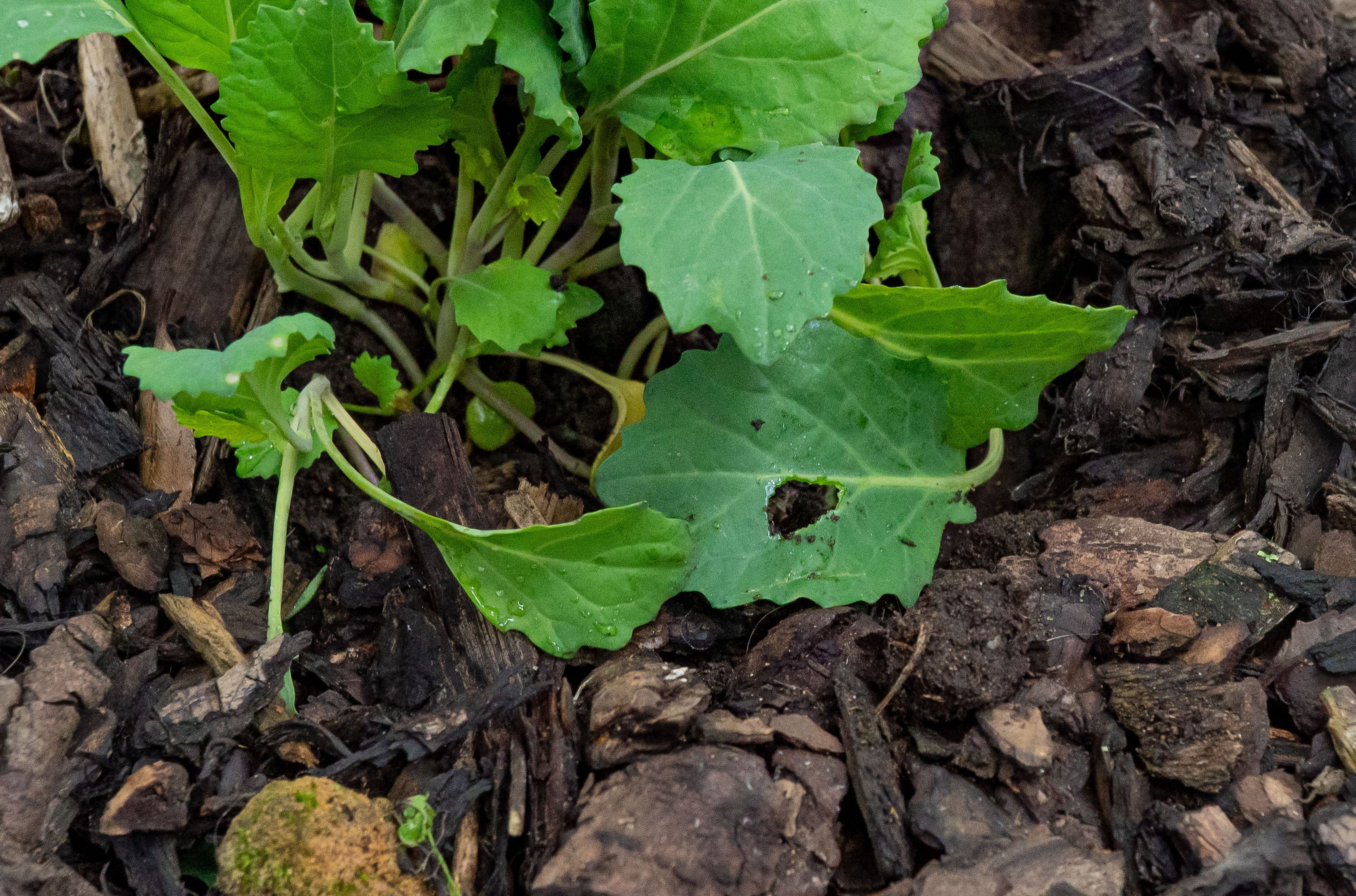 Do these Slug Control Methods Actually Work? | Kitchen Garden Magazine
