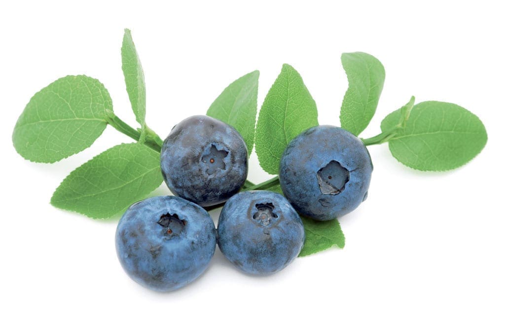 Blueberries: Everything you need to know to grow your own