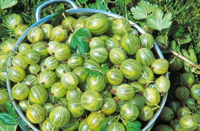Gooseberries: Everything you need to know to grow your own