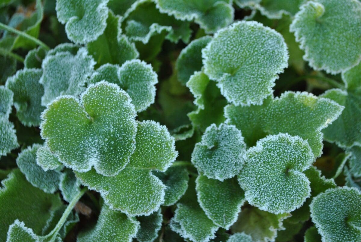 How to tackle frost this winter - Kitchen Garden
