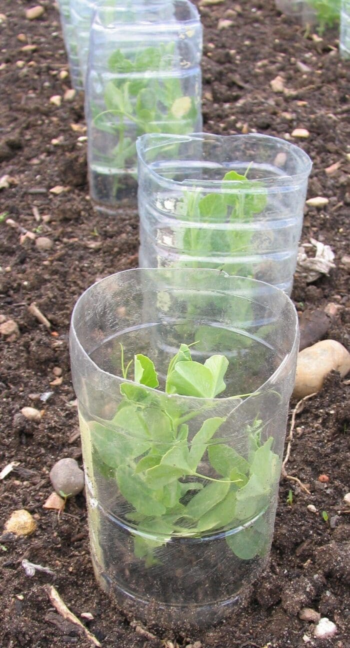 Charity welcomes ban on toxic chemical to keep slugs at bay | Kitchen ...