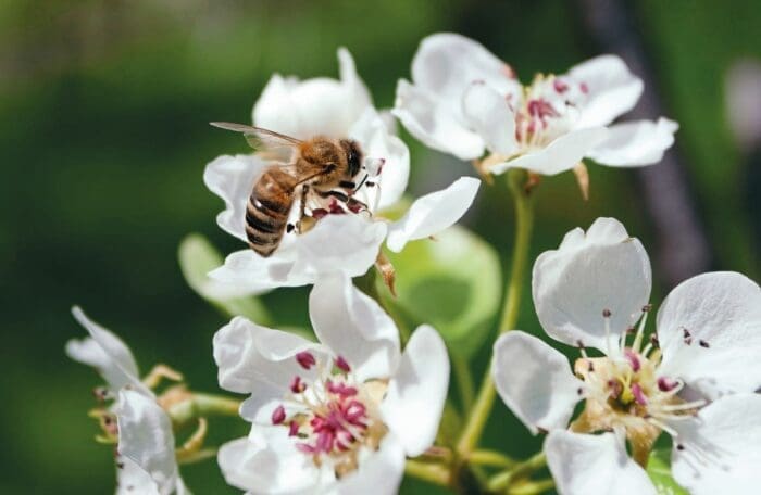 A guide to fruitful pollination | Kitchen Garden Magazine