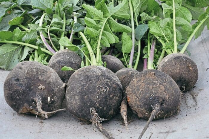 Everything you need to know about winter radishes | Kitchen Garden Magazine