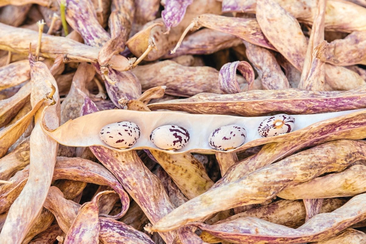 Why you should grow peas and beans for drying (and how to do it)