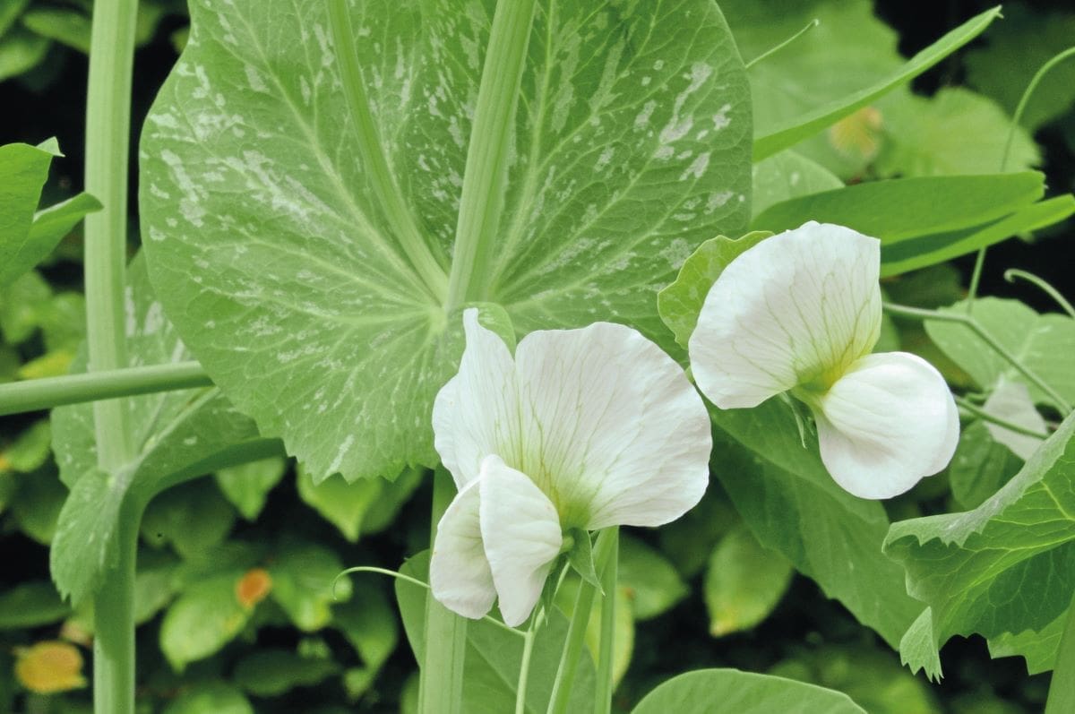 Why you should grow peas and beans for drying (and how to do it)