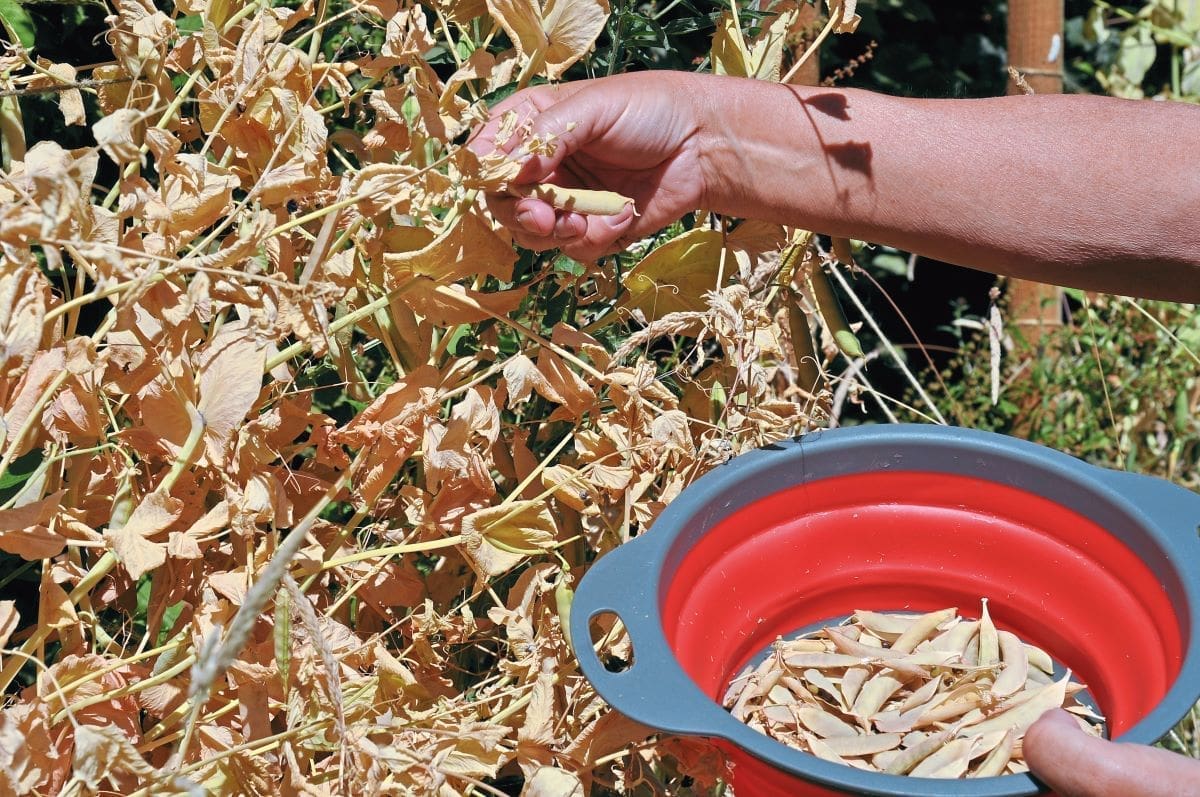 Why you should grow peas and beans for drying (and how to do it)