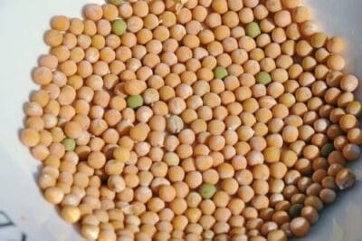 Why you should grow peas and beans for drying (and how to do it)