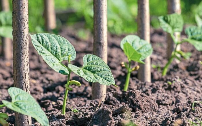 Why you should grow peas and beans for drying (and how to do it)