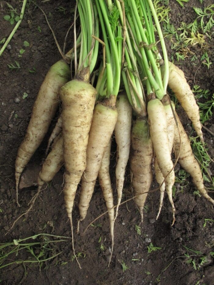 Celebrity support for conservation of heritage veg | Kitchen Garden ...