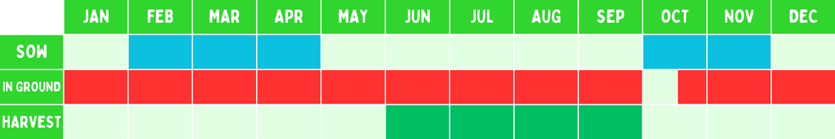 Broad beans: Everything you need to know to grow your own