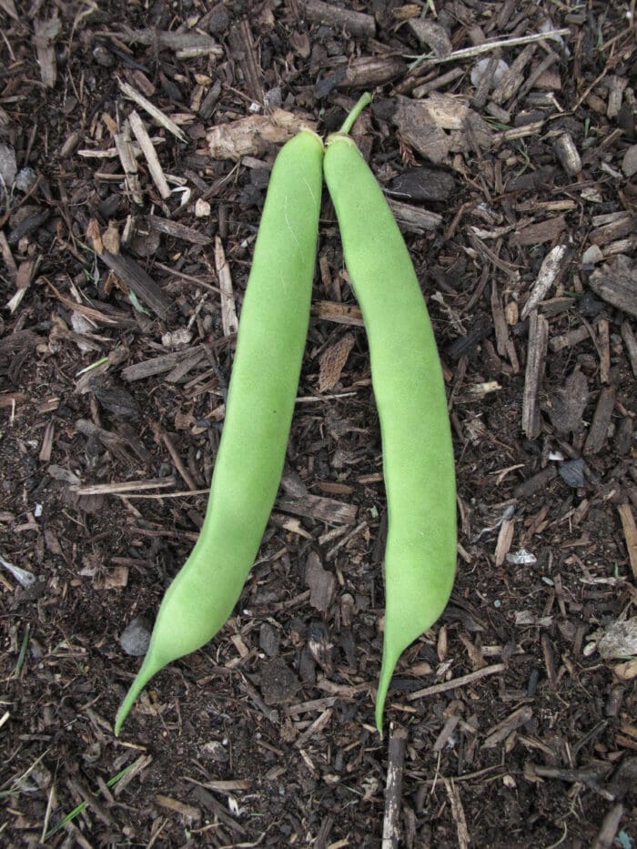 Royal seal of approval for sustainable gardening charity | Kitchen ...