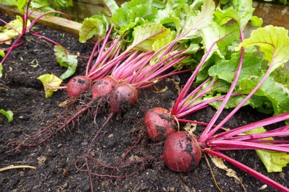 Kitchen Garden Magazine