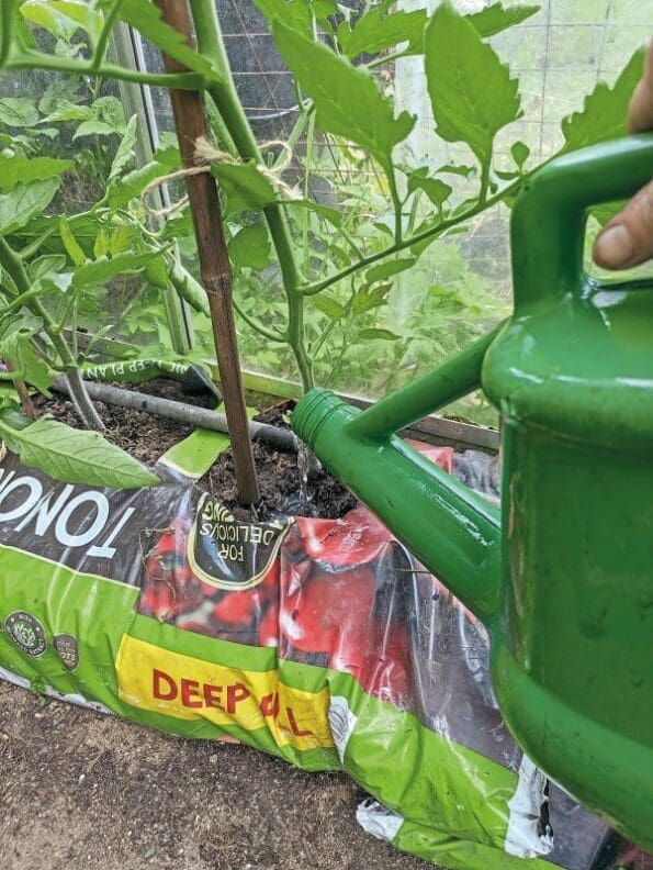 Our top tips for tomatoes: everything you need to know