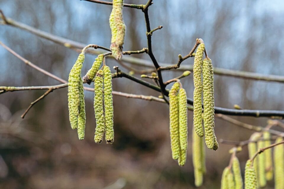 Growing hazelnuts: season by season guide | Kitchen Garden Magazine