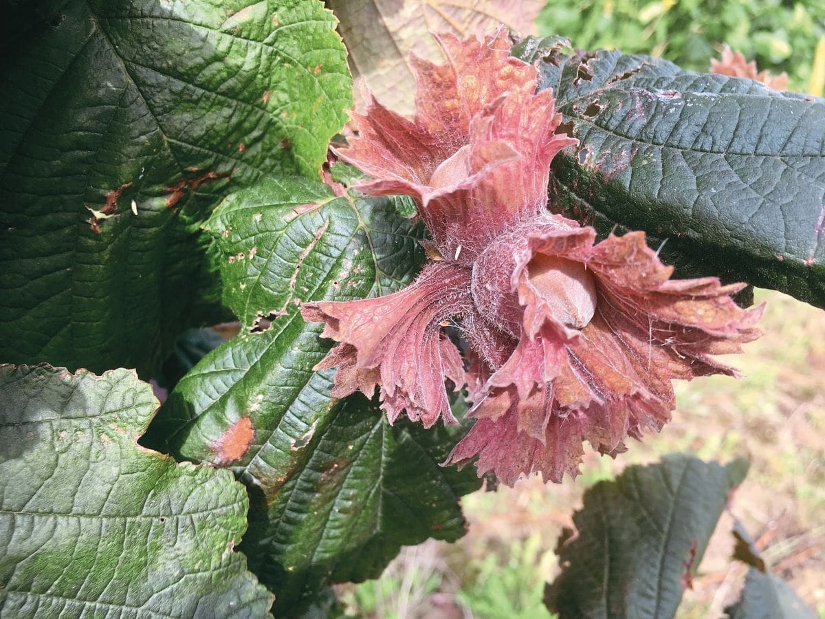 Growing hazelnuts: season by season guide | Kitchen Garden Magazine