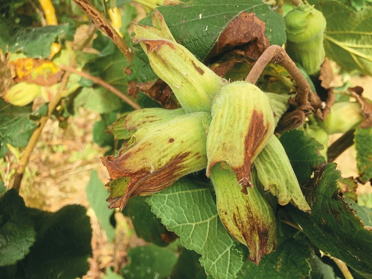 Growing hazelnuts: season by season guide | Kitchen Garden Magazine