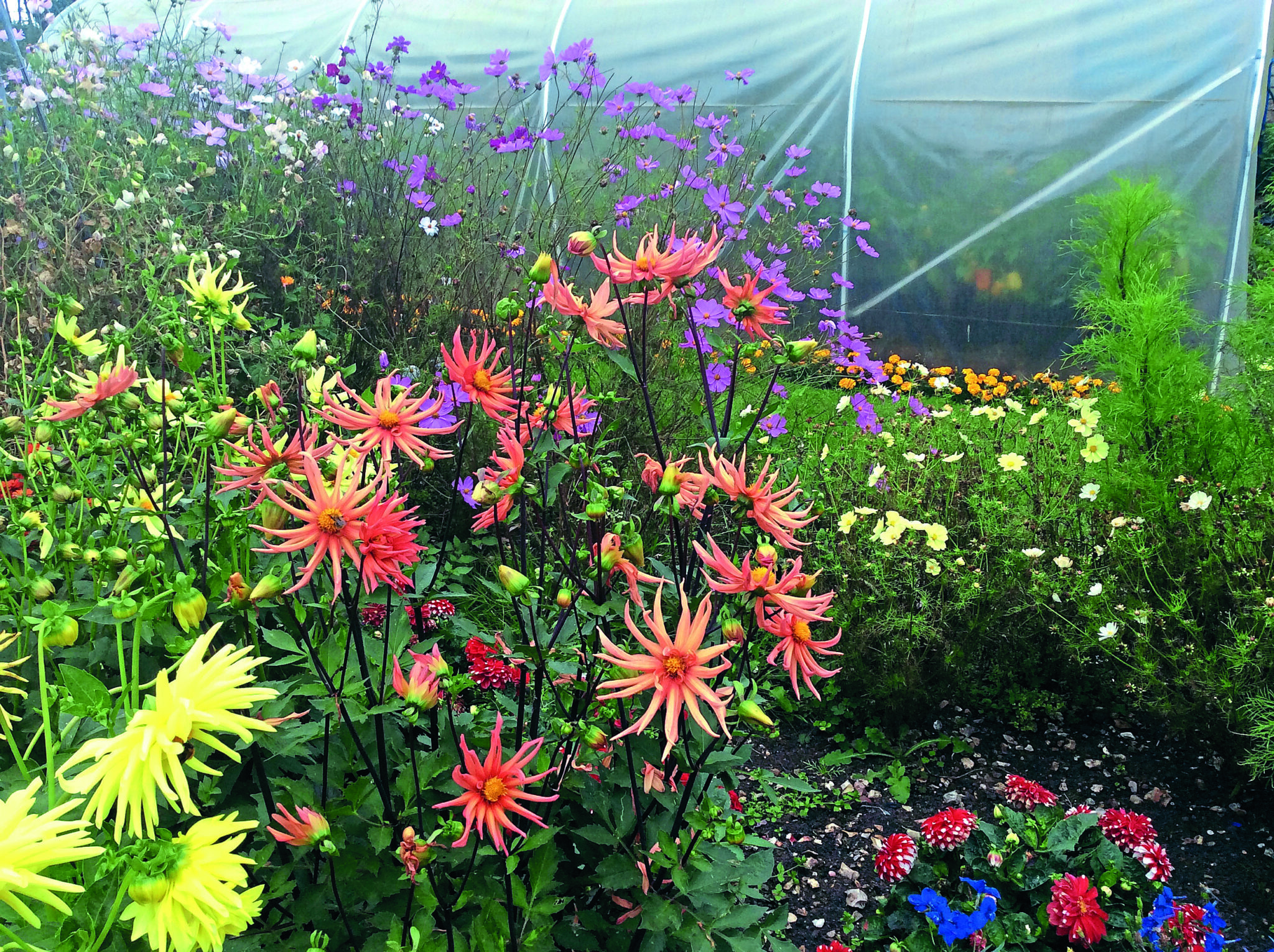 Top flowers to grow on your allotment (for cutting, pollinators & more!)