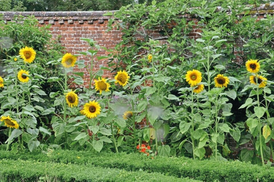 Top flowers to grow on your allotment (for cutting, pollinators & more!)