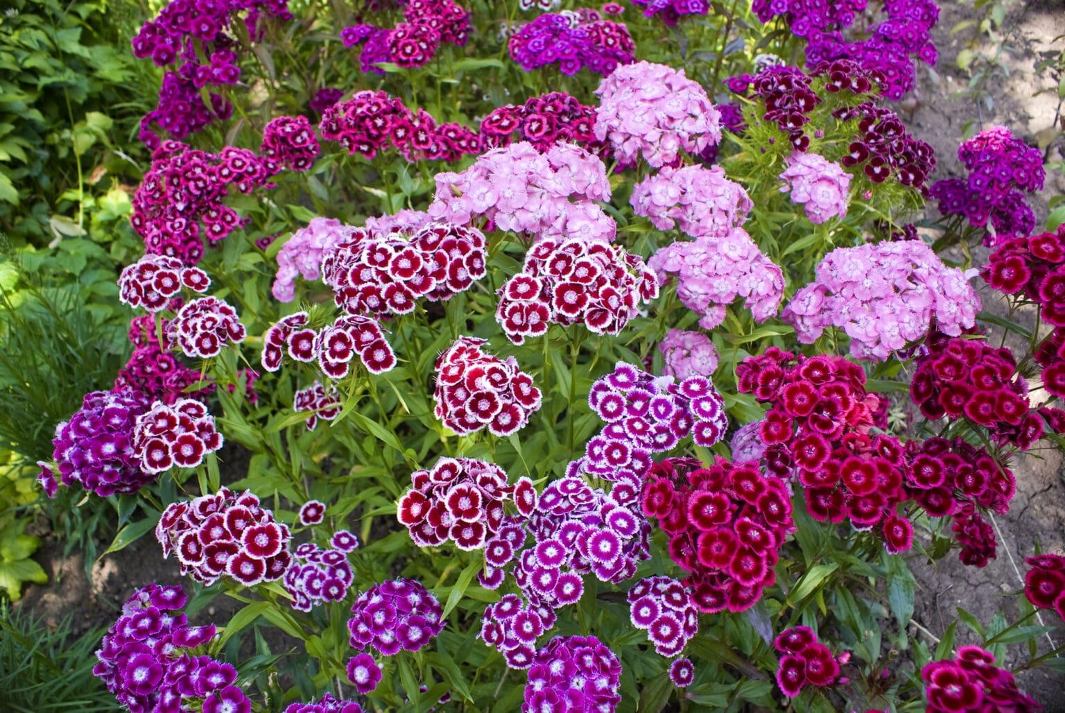 Top flowers to grow on your allotment (for cutting, pollinators & more!)