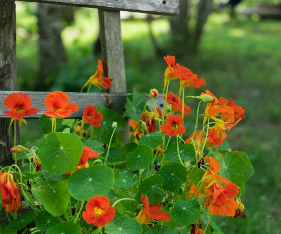 Top flowers to grow on your allotment (for cutting, pollinators & more!)