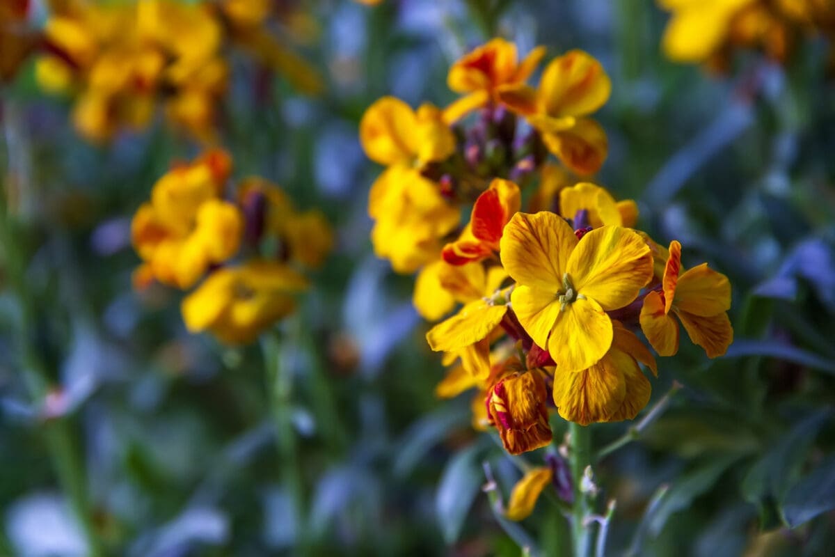 Top flowers to grow on your allotment (for cutting, pollinators & more!)