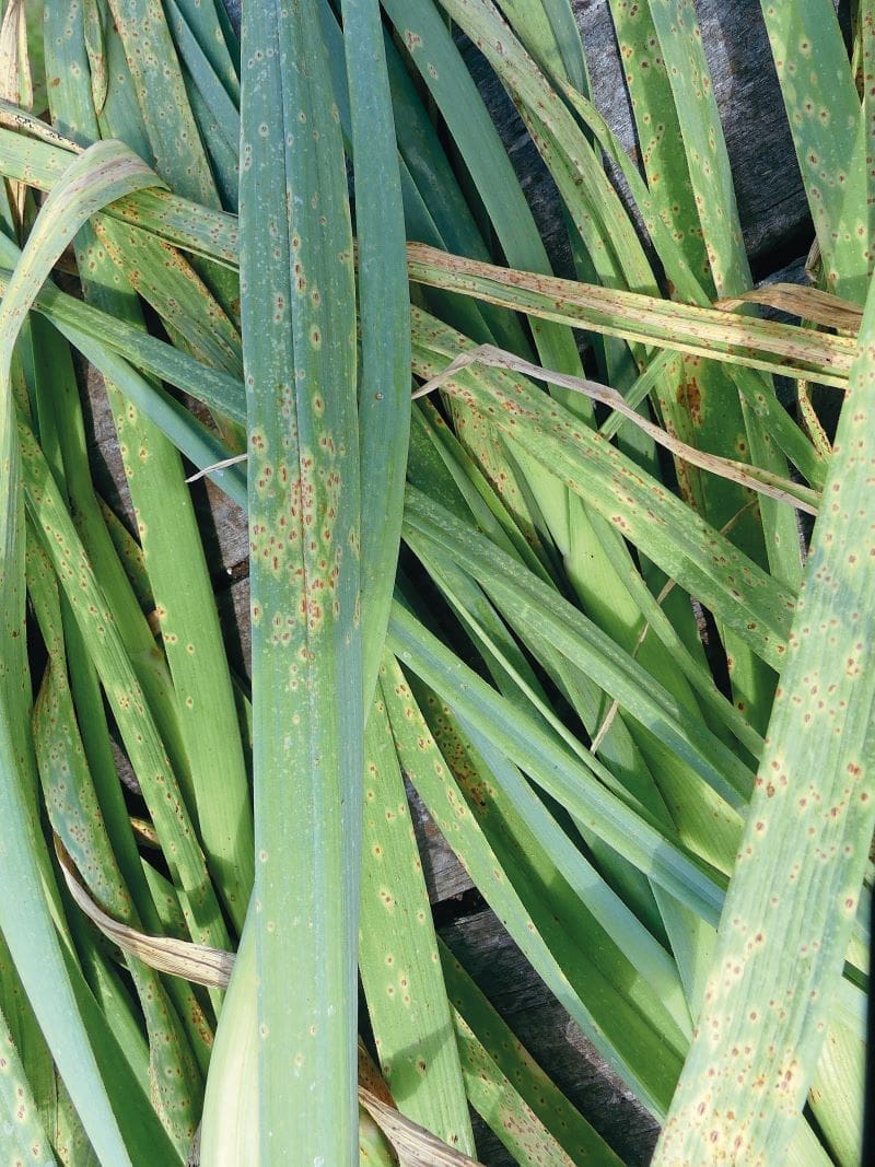 Everything you need to know about growing garlic (& our top 5 varieties ...