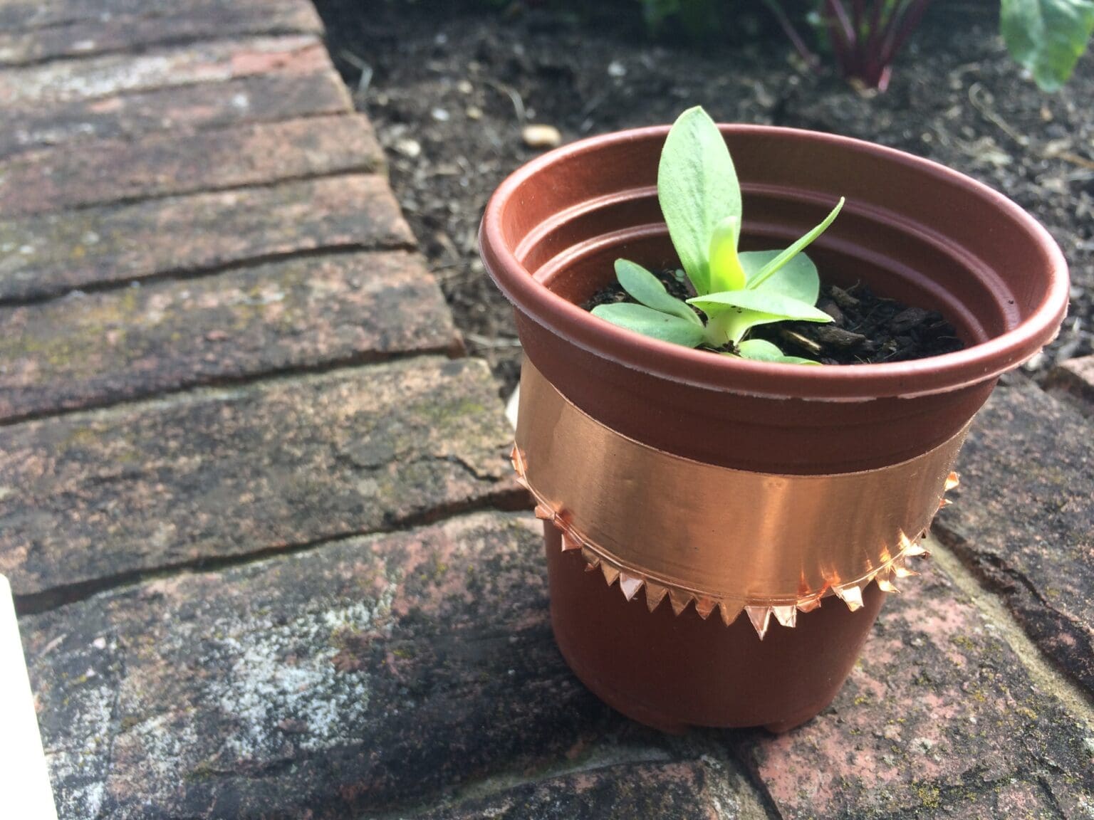 Was 2024 the worst gardening year on record? | Kitchen Garden Magazine